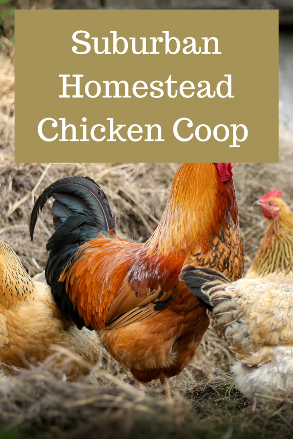 Suburban Homestead Chicken Coop Design - Moms are Frugal