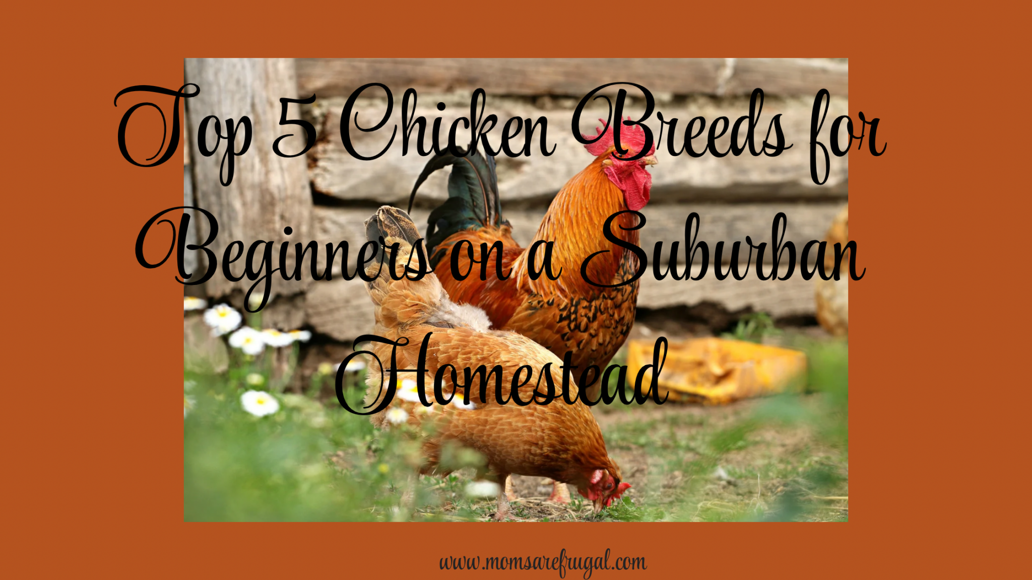 Top 5 Chicken Breeds for Beginners on a Suburban Homestead - Moms are ...